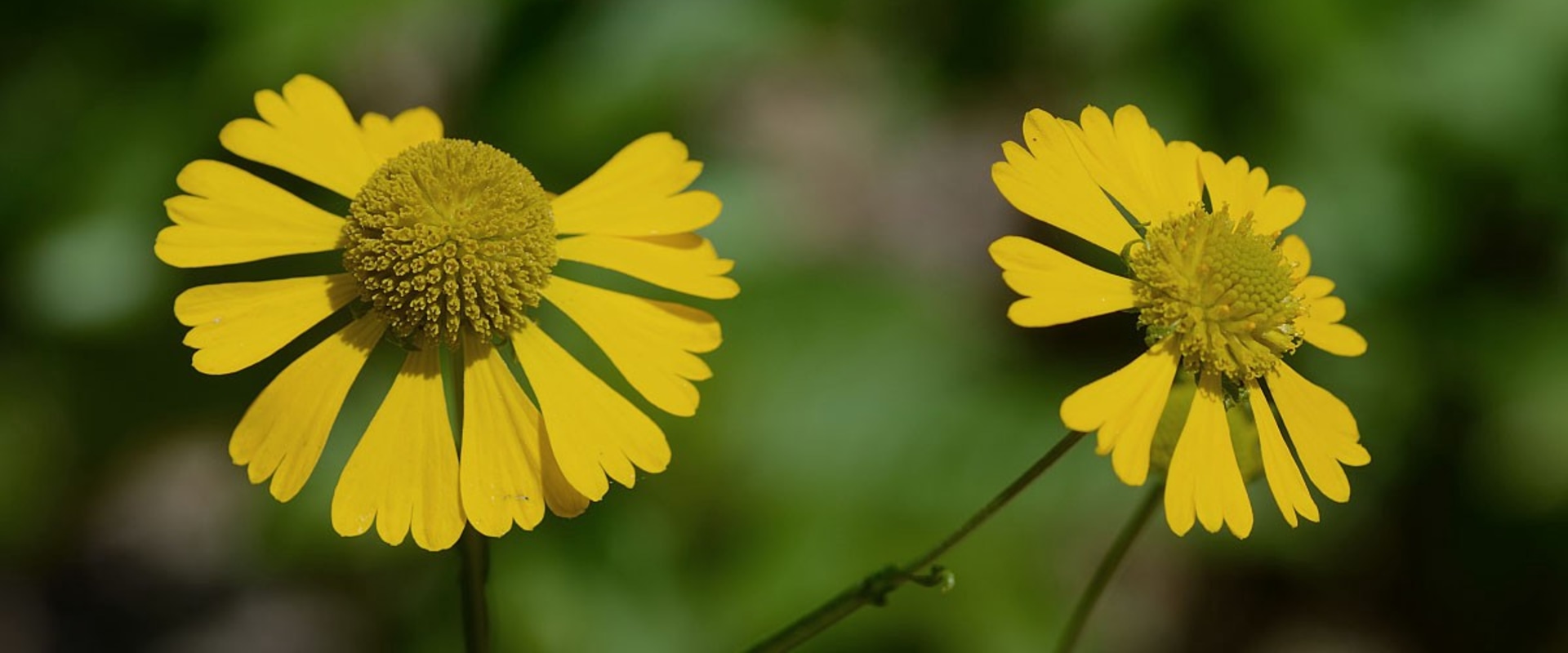 The Healing Properties of Magical Plants in Harry Potter