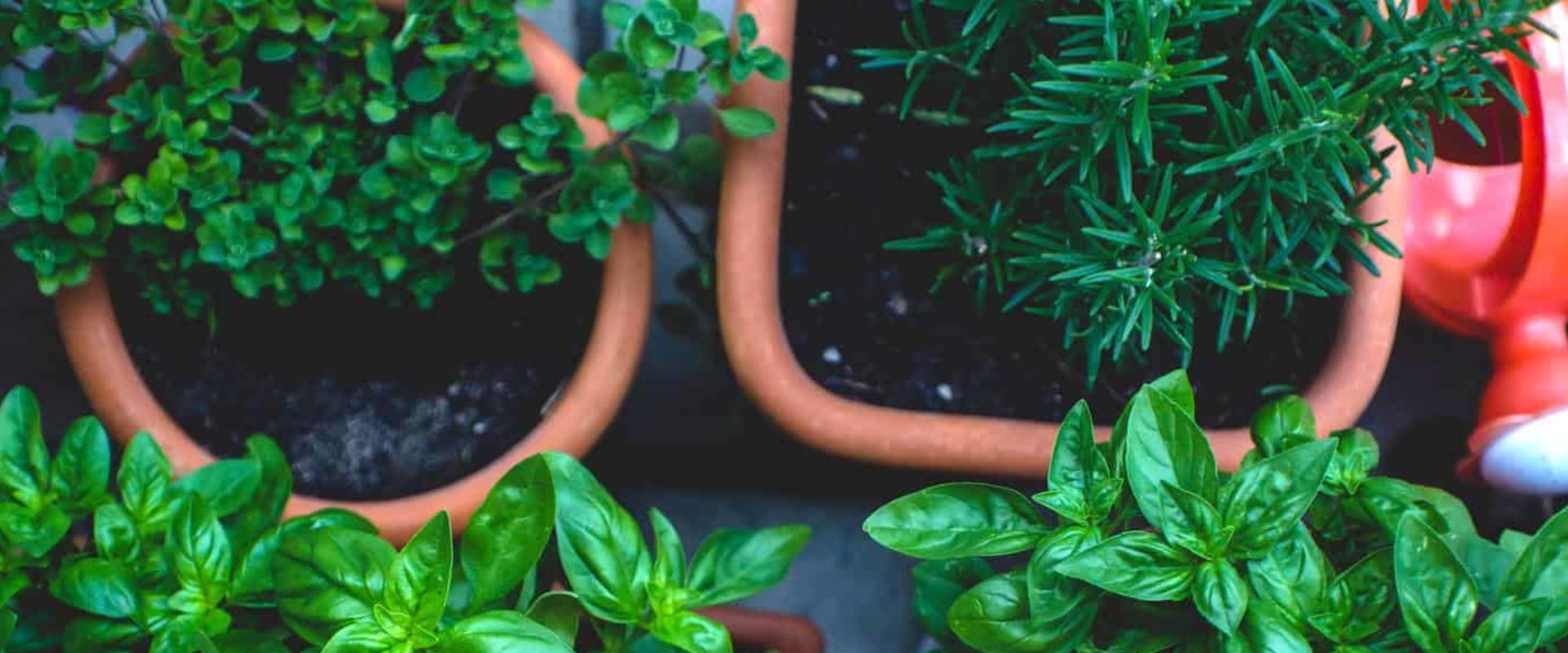 What is the Most Expensive Herb to Grow?